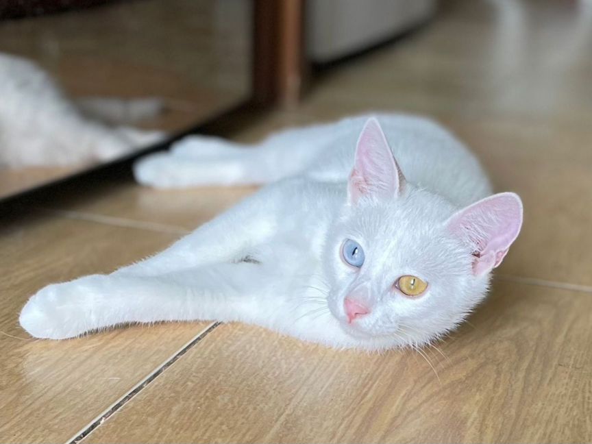 Белый котёнок с разноцветными глазами