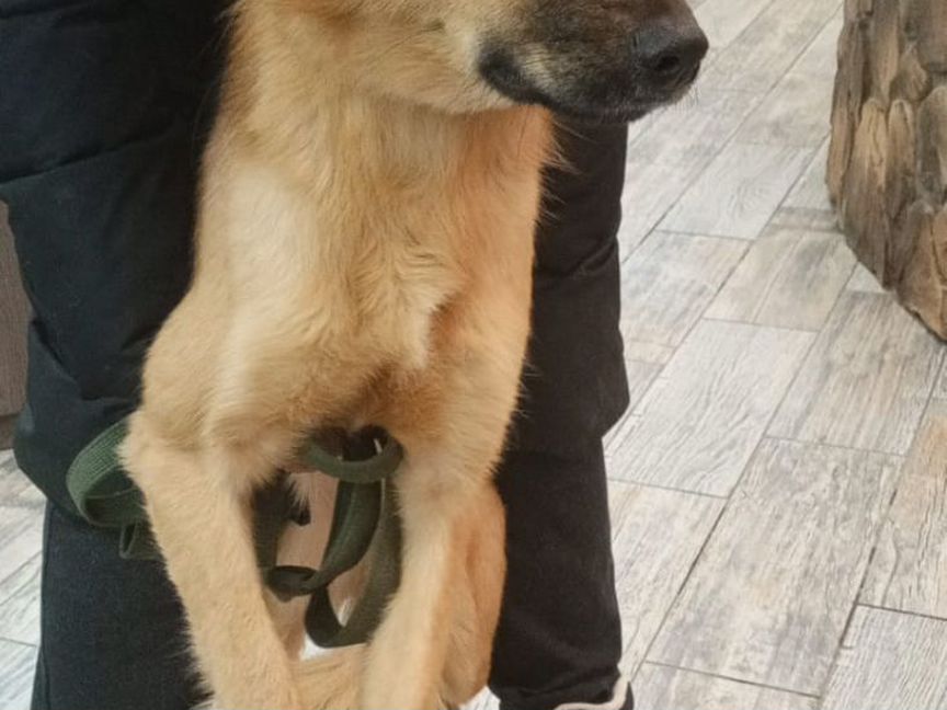 Собака в добрые руки отдам бесплатно