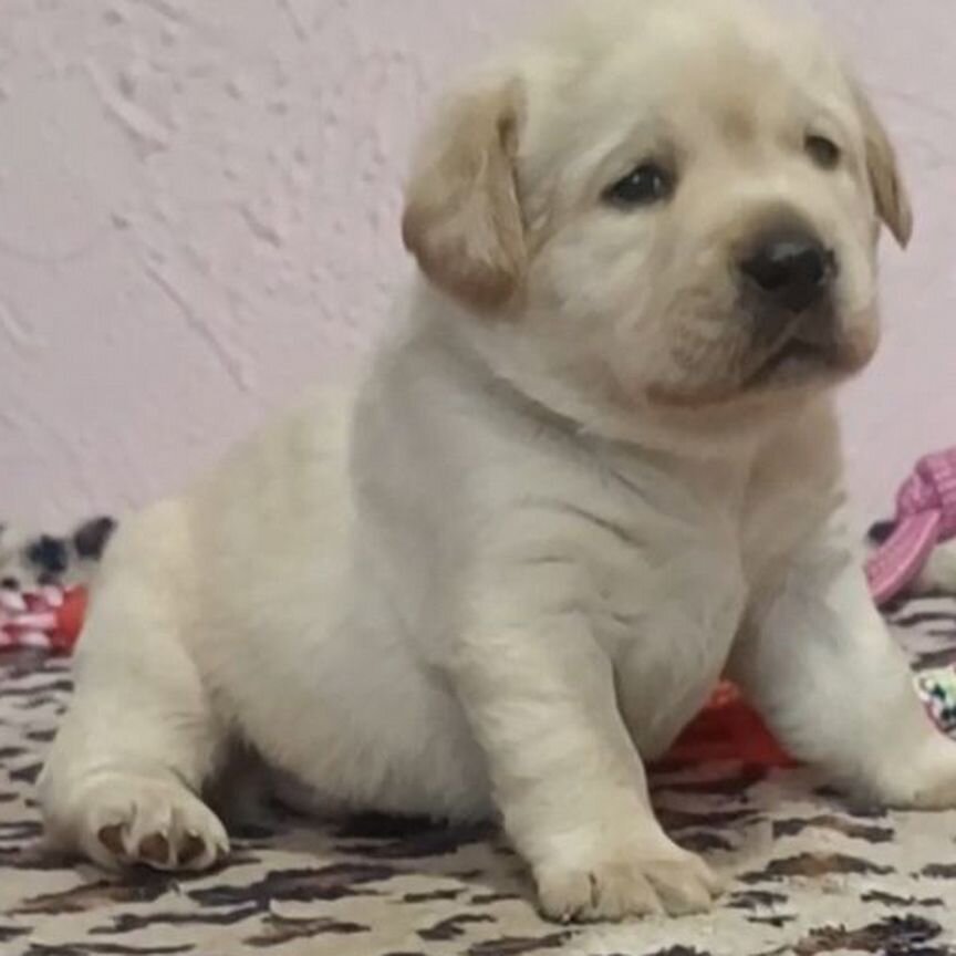 Лабрадор-ретривер, щенок