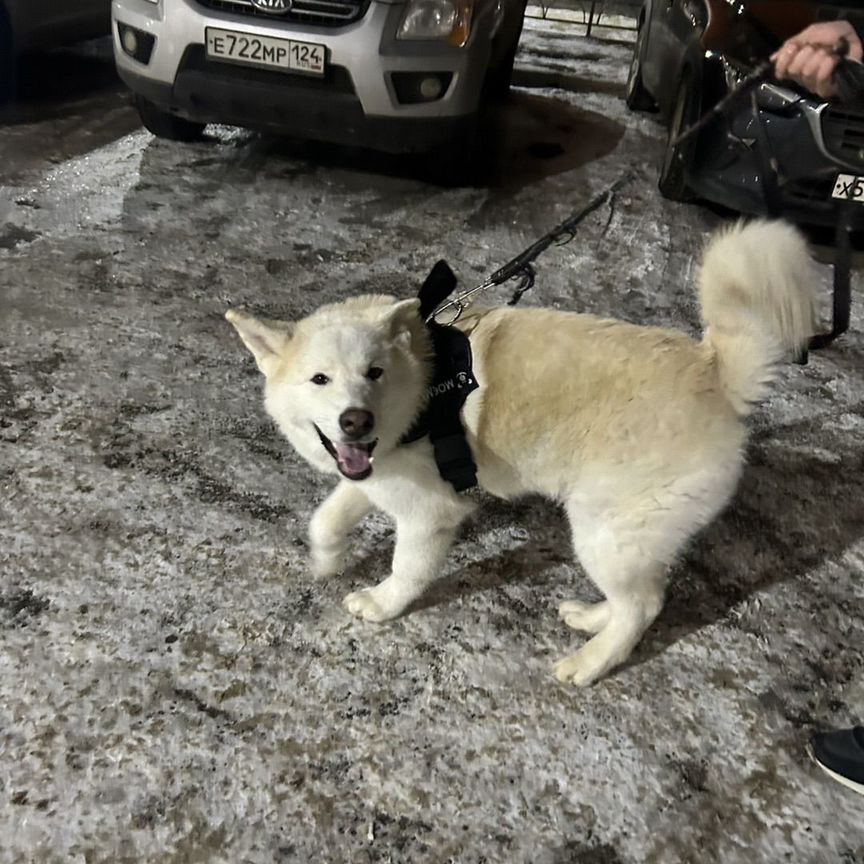 Нашли собаку