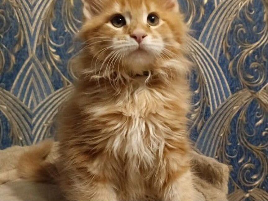 Мальчик Maine Coon