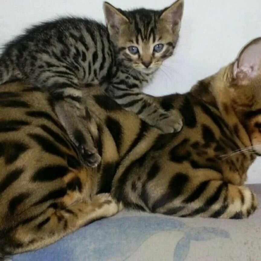 Бенгальская/мейн-кун