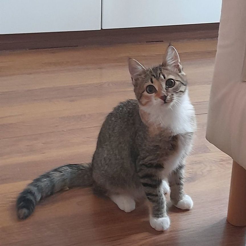 Басенька ищет дом