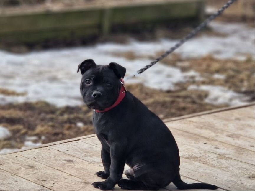 Щенок стаффордширского бультерьера