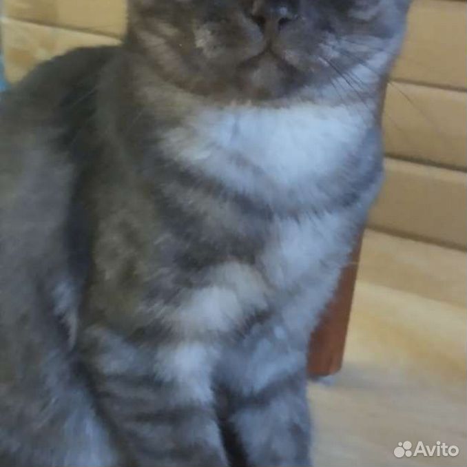 Котята митисы