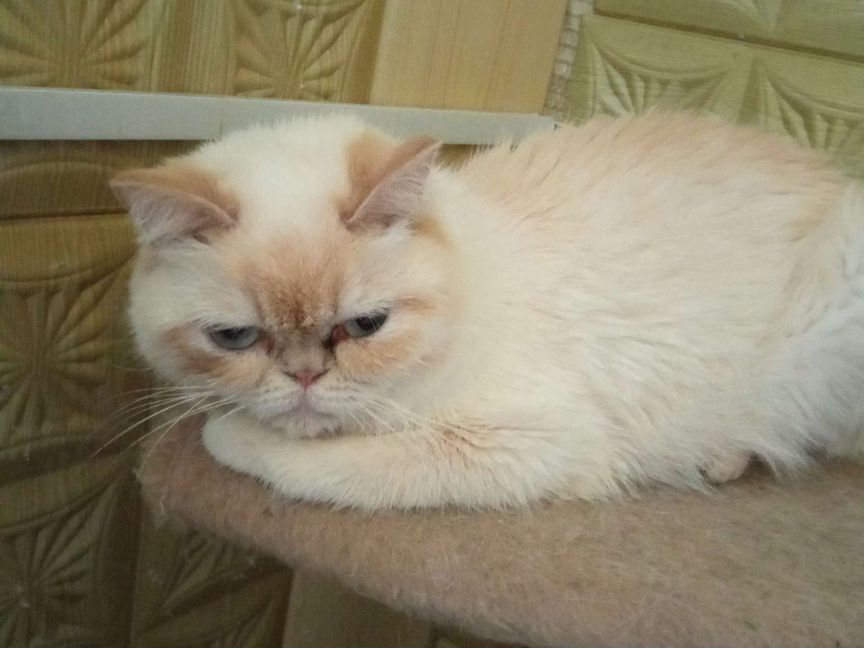 Персидская экзотическая кошка