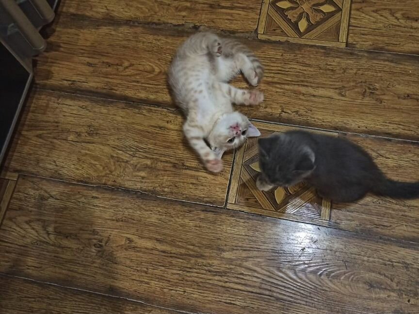 Котята