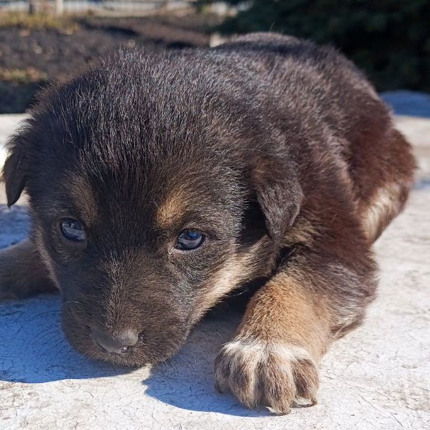 Щенок в добрые руки