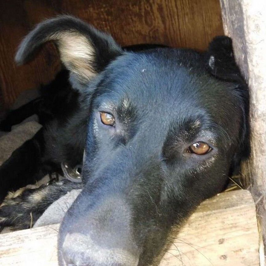 Крупный пёс сторож в хорошую семью