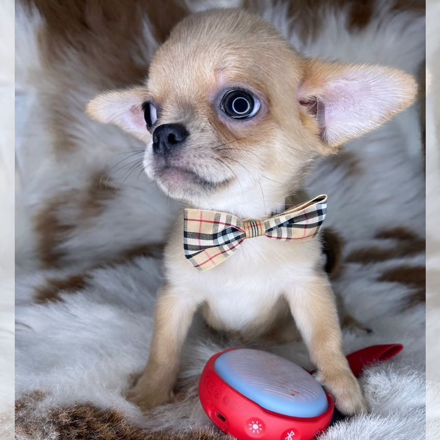 Кукольный Мальчишка Чихуахуа