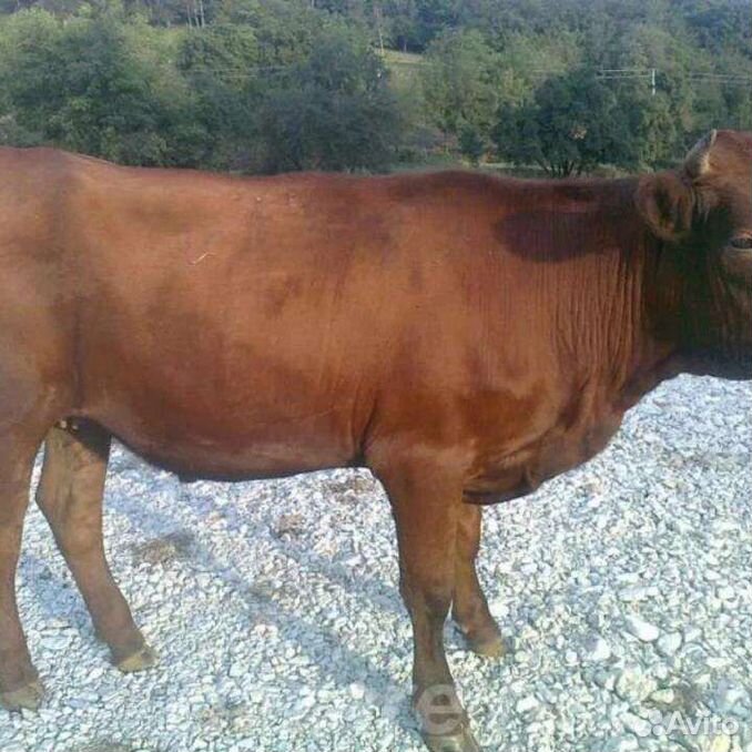 Телка 2 года