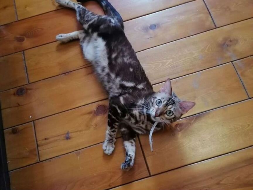 Бенгальская кошка в добрые руки