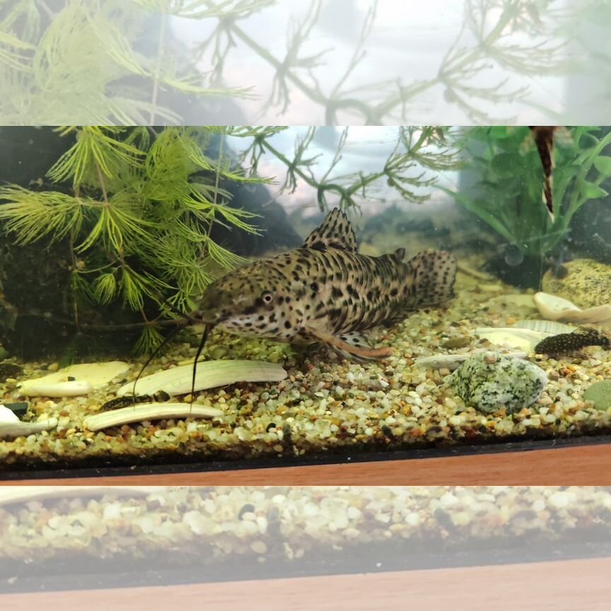 Аквариумные рыбки сомики