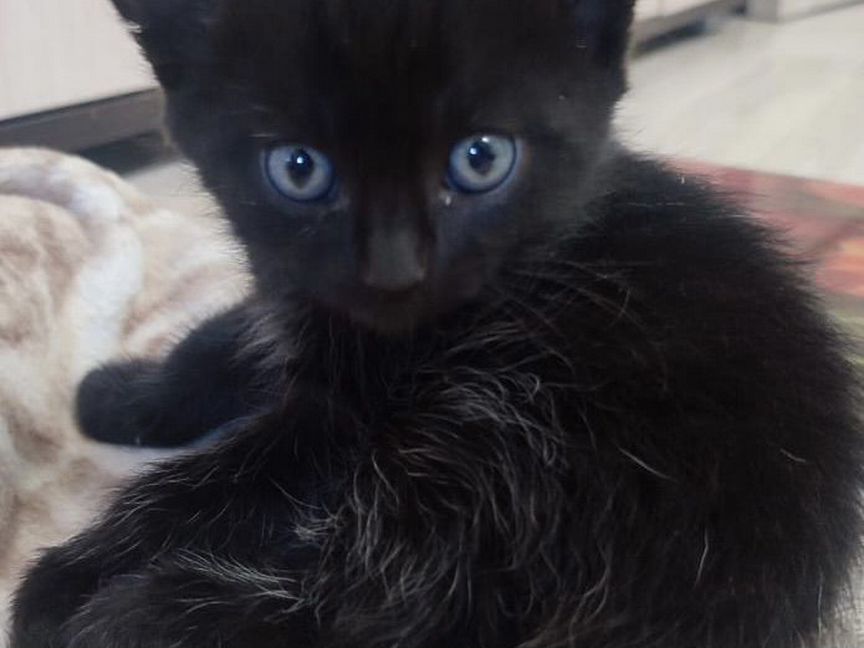 Кошка, котята