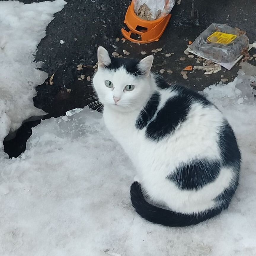 Кошка бездомная ищет дом