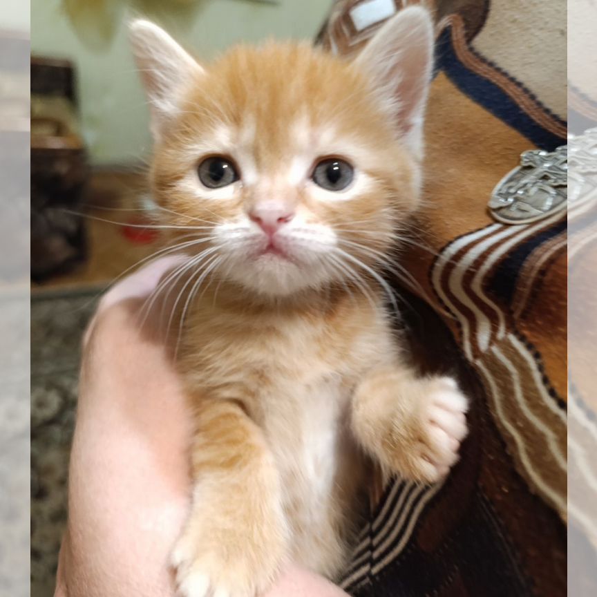 Отдам в хорошие руки котенка