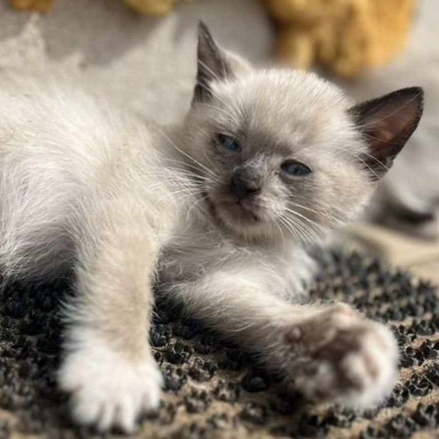 Котёнок в добрые руки