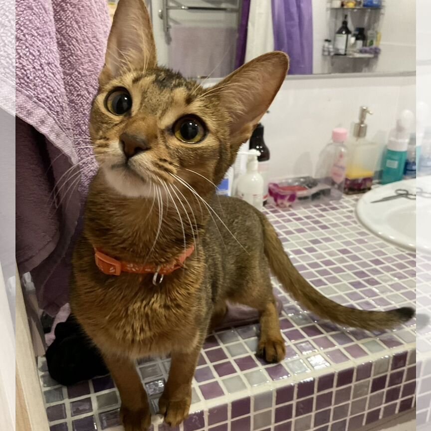 Молодая Абисинка для вязки