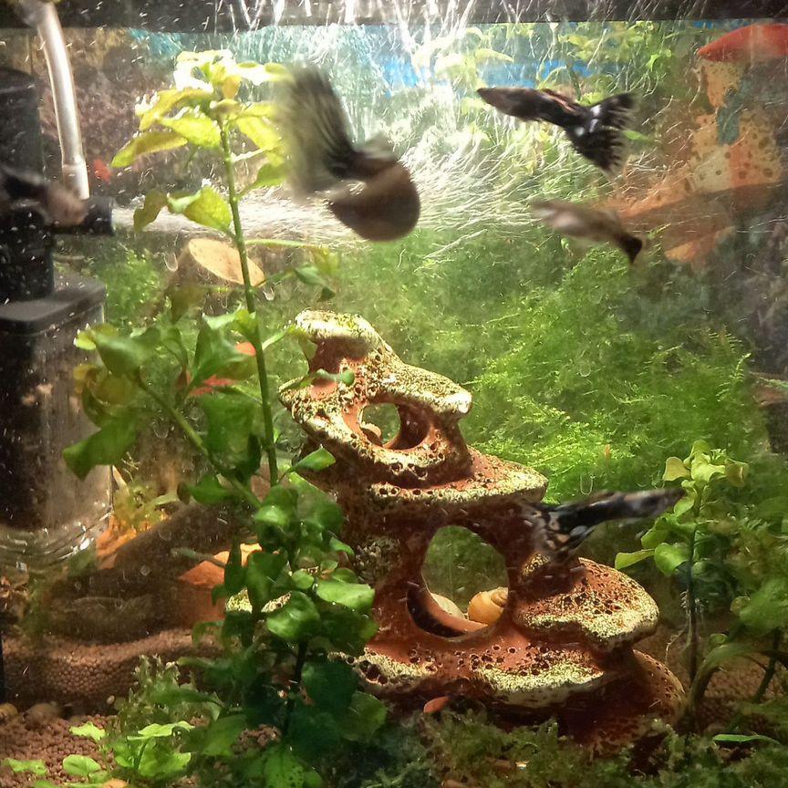 Гуппи Слоновьи уши