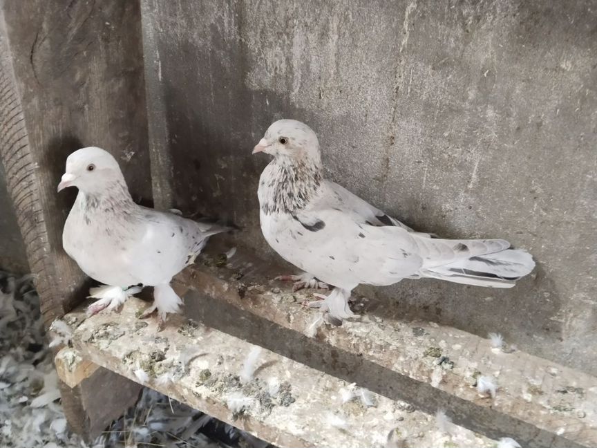 Голуби такла