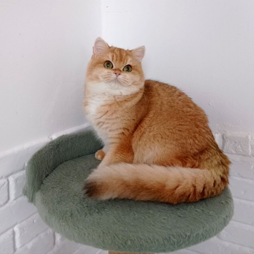 Кошечка золотая шиншилла