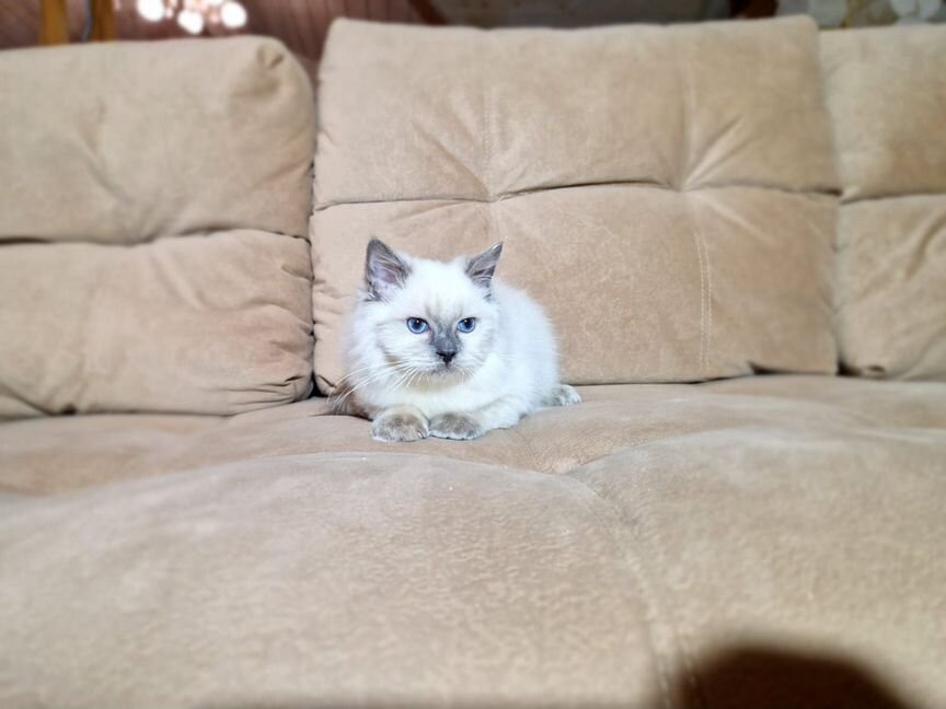 Котенок регдолл мальчик 4 мес