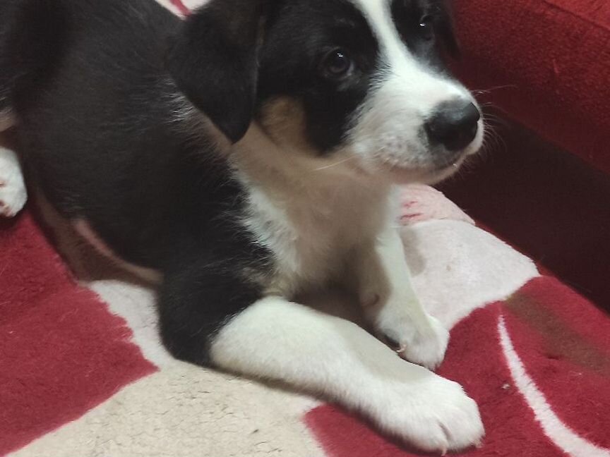 Собака в добрые руки отдам бесплатно