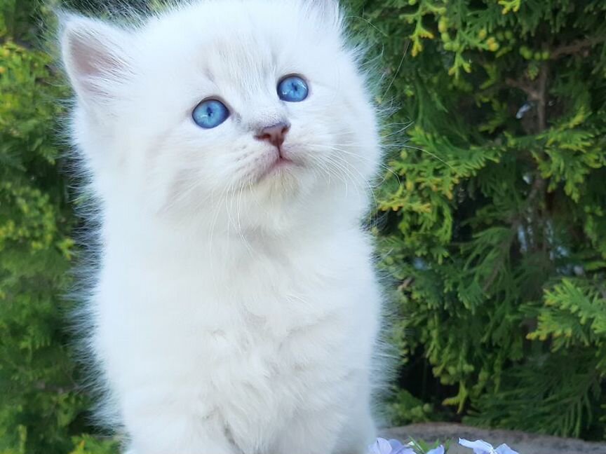 Невские маскарадные котята
