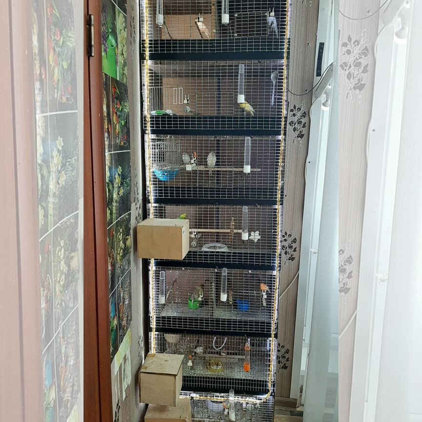 Канарейки и попугаи