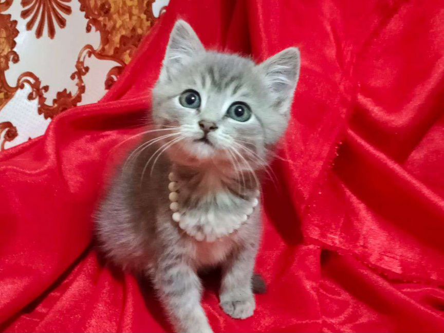Луна ищет семью