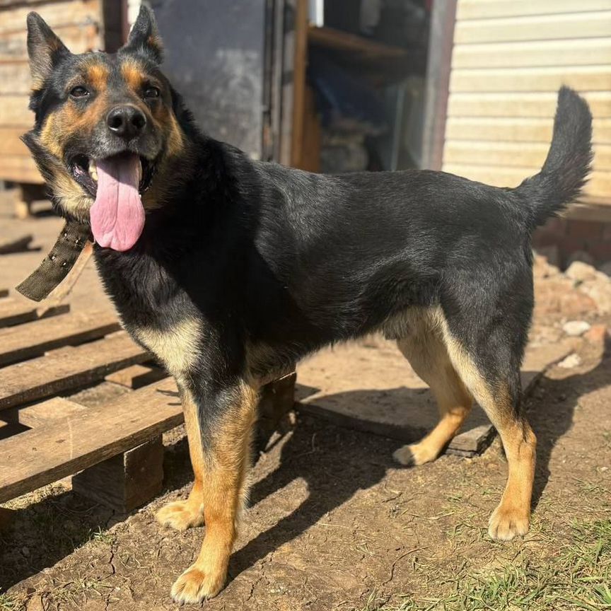 Немецкая овчарка, взрослый пёс