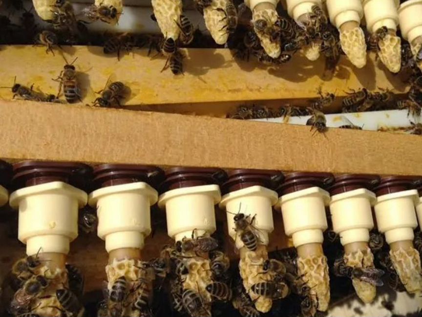 Система Никот