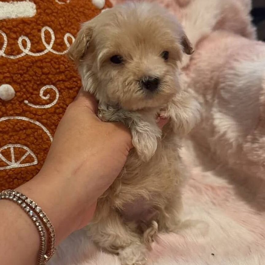 Мальтипу, щенок