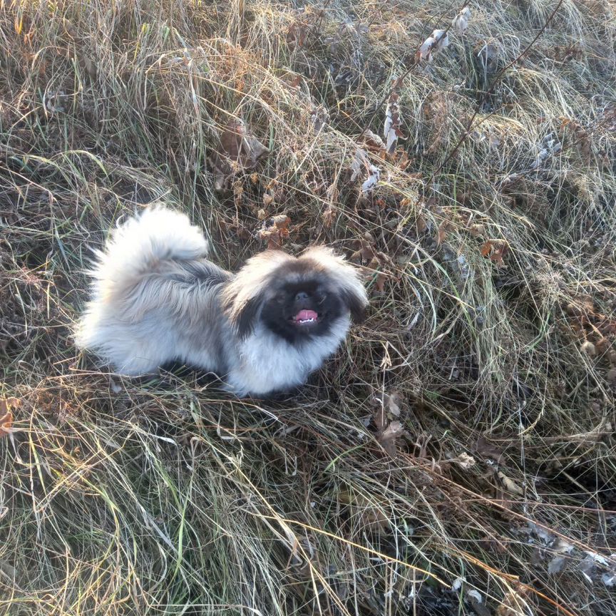 Мальчик ищет девочку