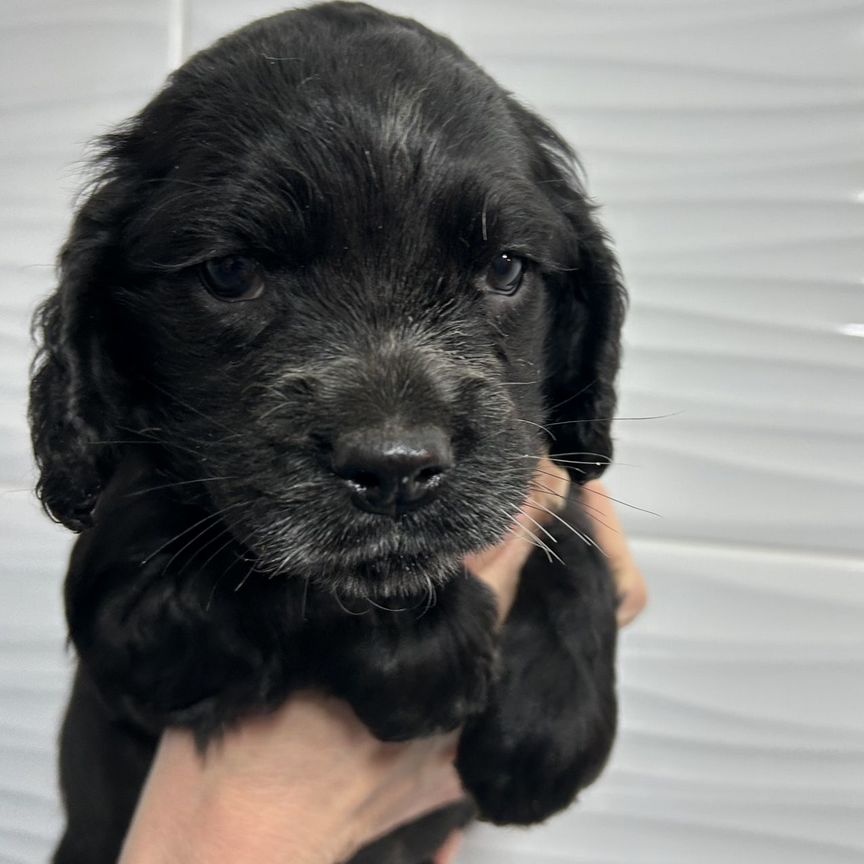 Русский охотничий спаниель, щенок