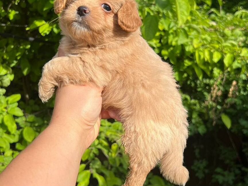 Мальтипу Ф1