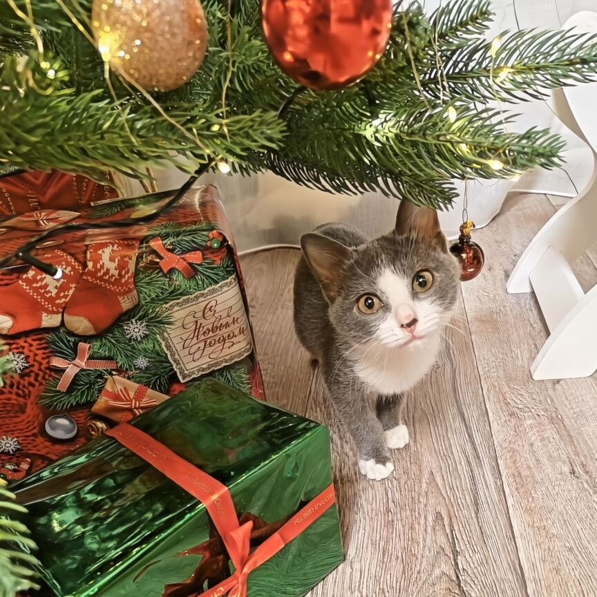 Котёнок в добрые руки