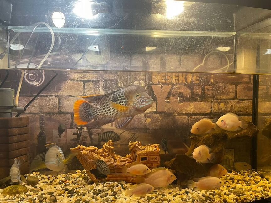 Аквариумные рыбки