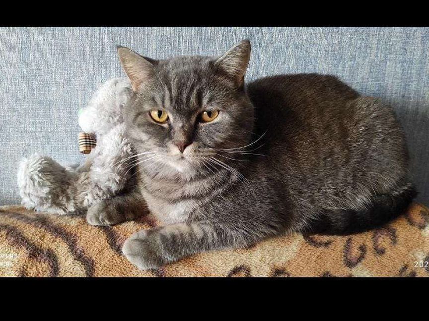 Молодой здоровый британец в дар