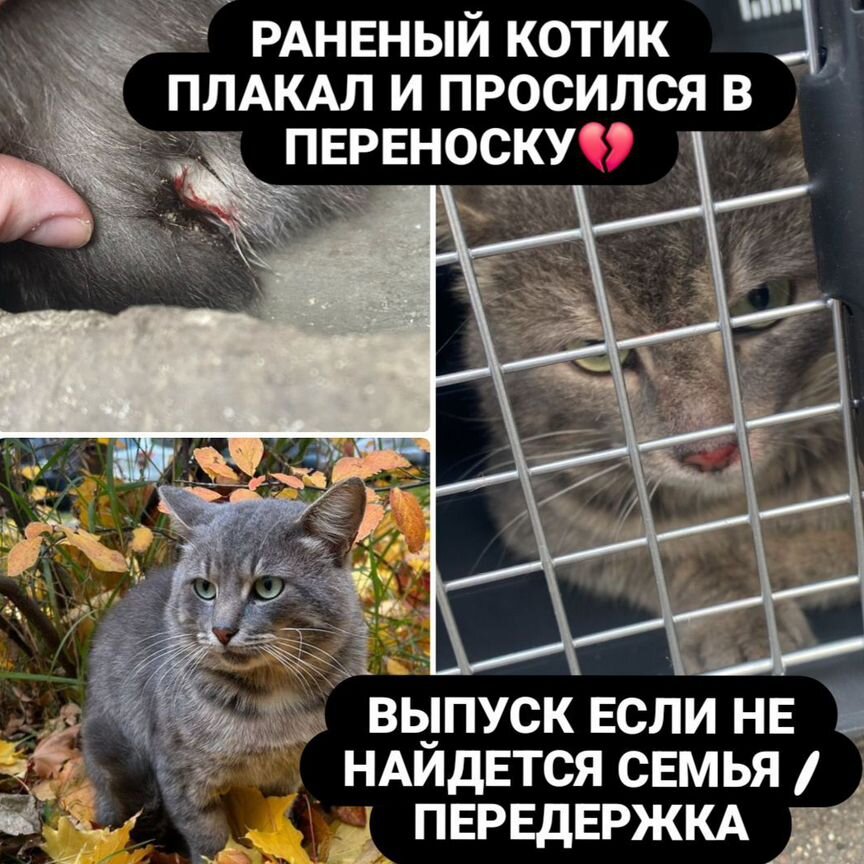 Срочный поиск семьи