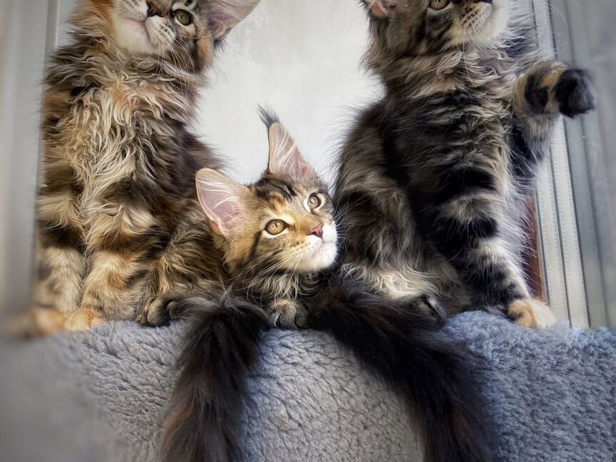 Котята мейн-кун