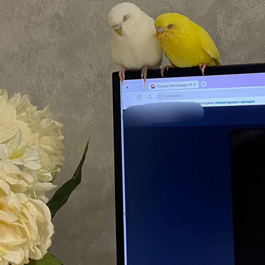 Волнистый попугай с клеткой