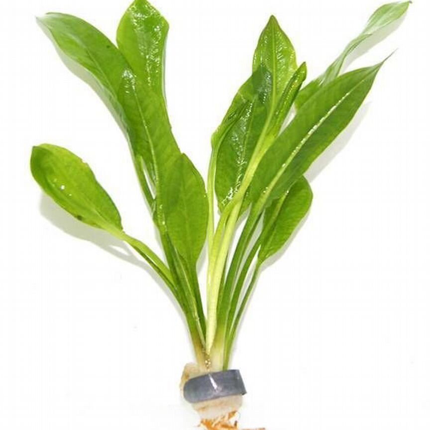 Эхинодорус Амазонский