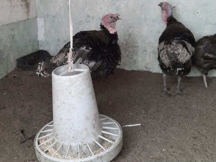 Индюки домашние