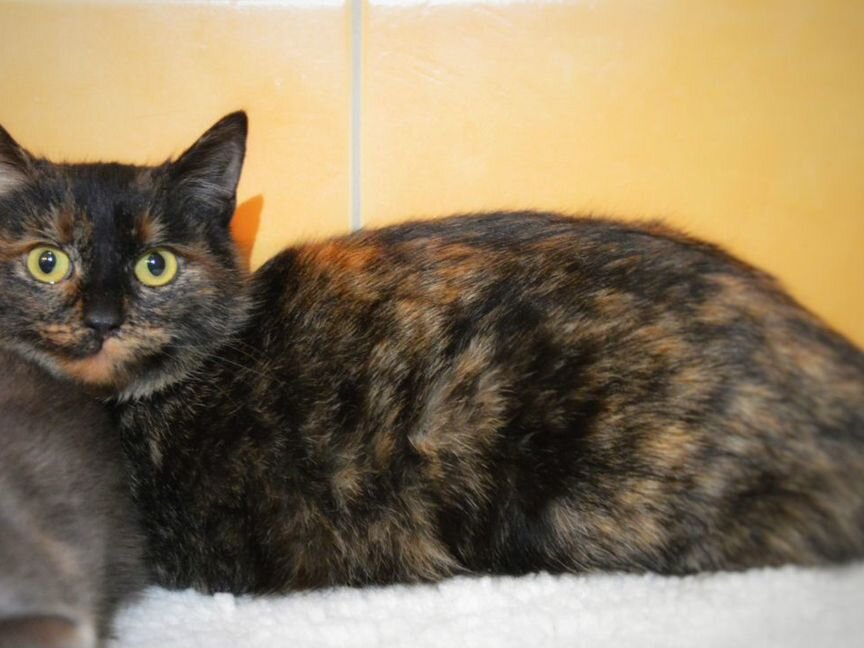 Франческа. Ласковая кошечка 2,5 года