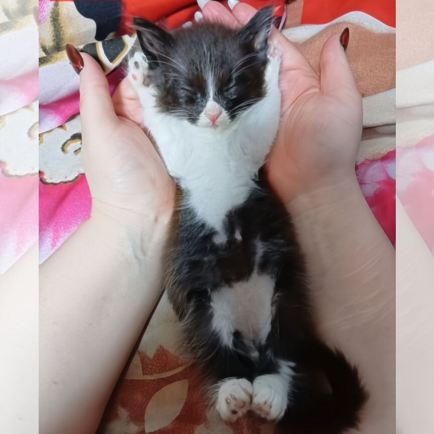 Котёнок в добрые руки