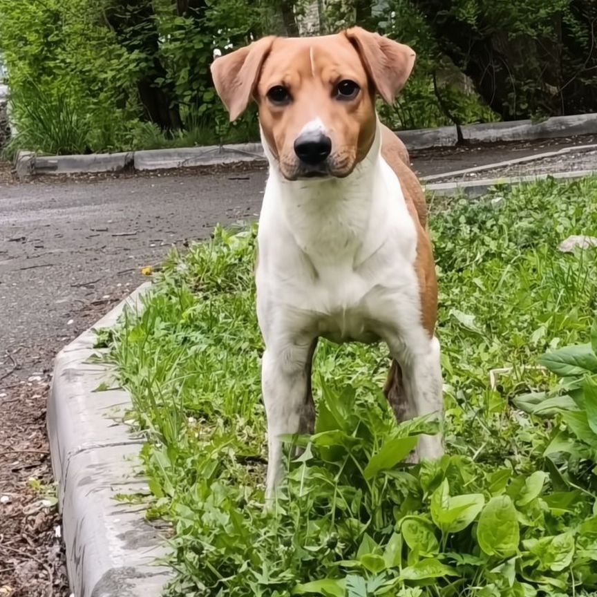 Взрослый пёс в добрые руки