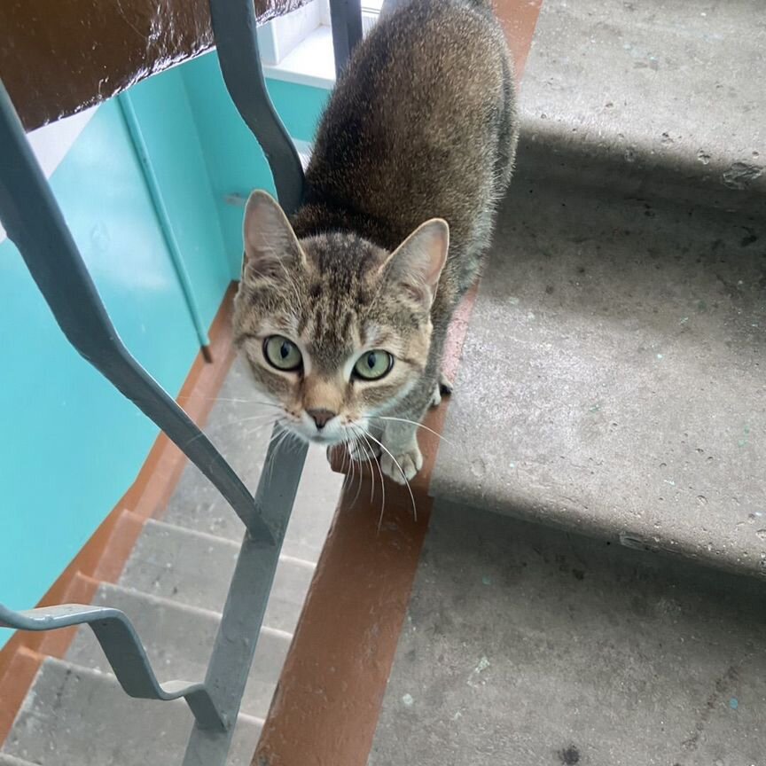 Кто потерял кошечку на 4-22 кошки