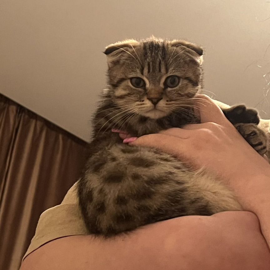 Шотландский вислоухий котенок