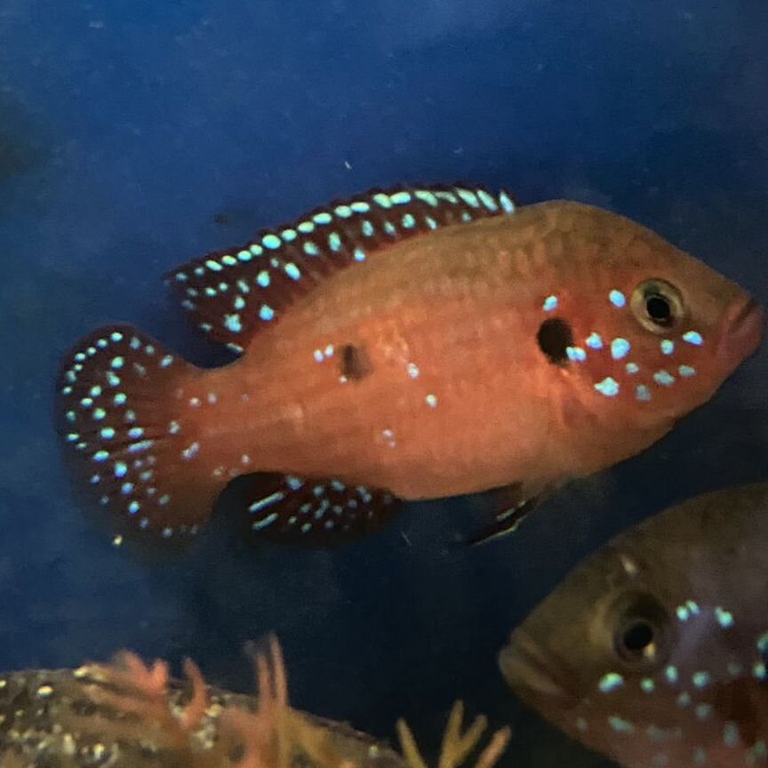 Хромис красавец